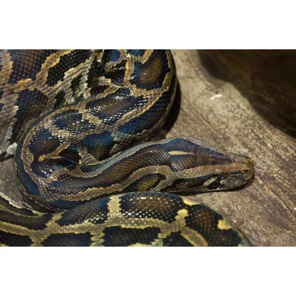 Ebern Designs Close-up Of Burmese Python On Canvas by Wrangel Print | Wayfair
